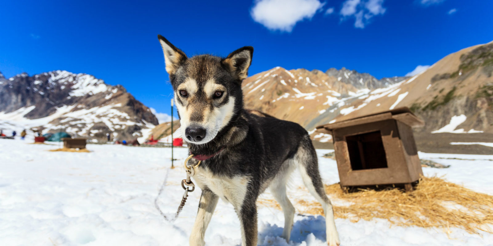 Adventure holidays to Alaska: authentic & unforgettable | Entree ...