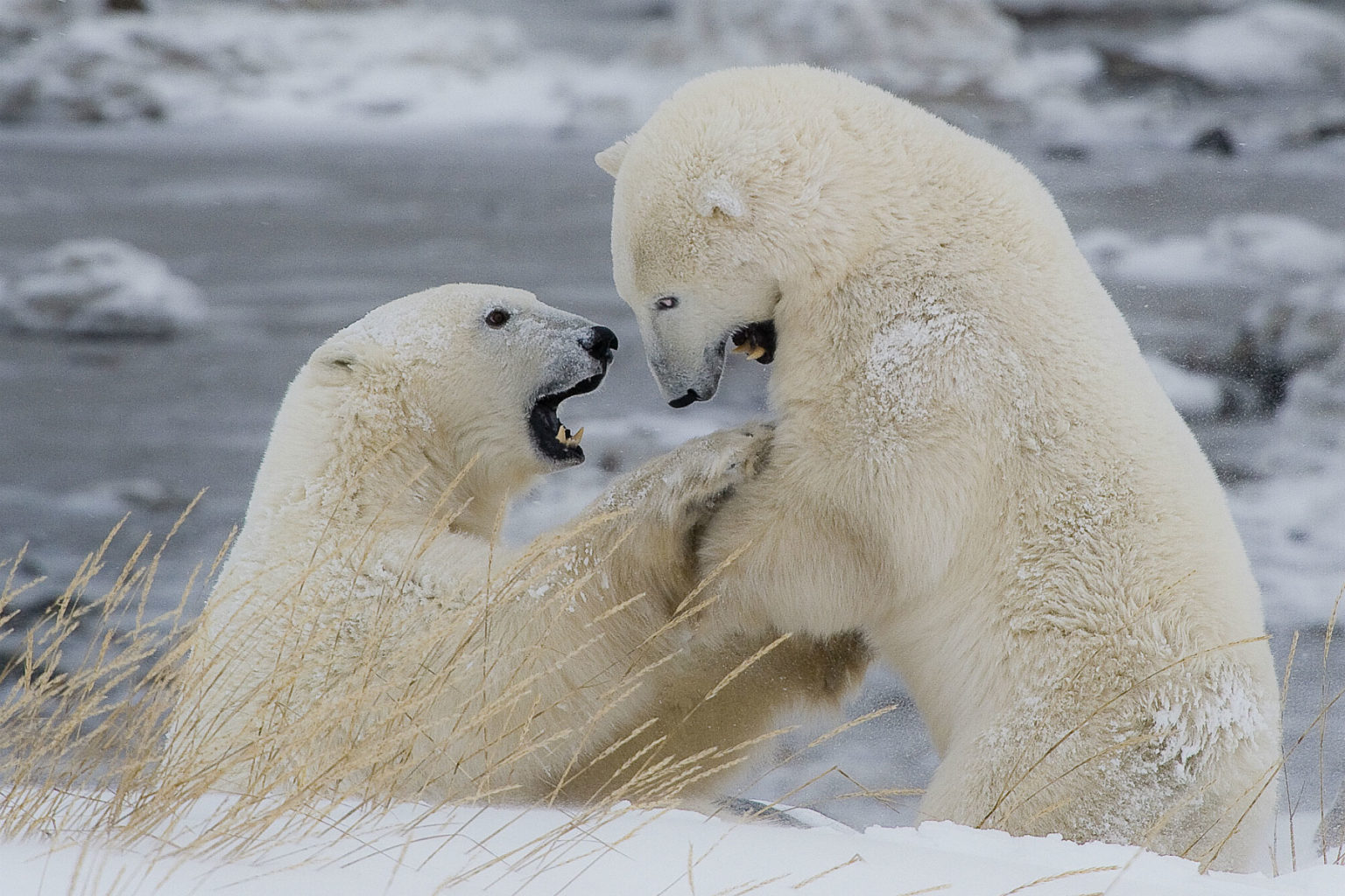 Polar Bear Travel: Polar Bear Great Ice Tour | Entree Destinations