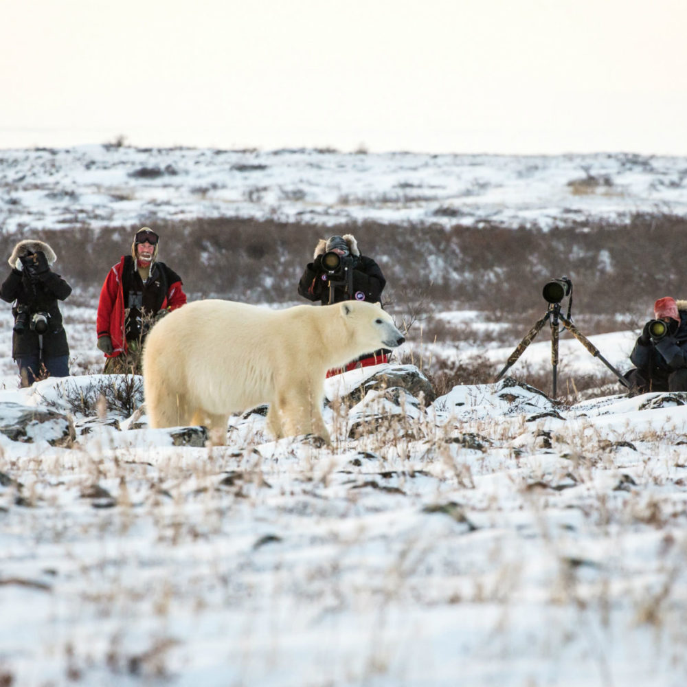 Polar Bear Travel: Polar Bear Great Ice Tour | Entree Destinations