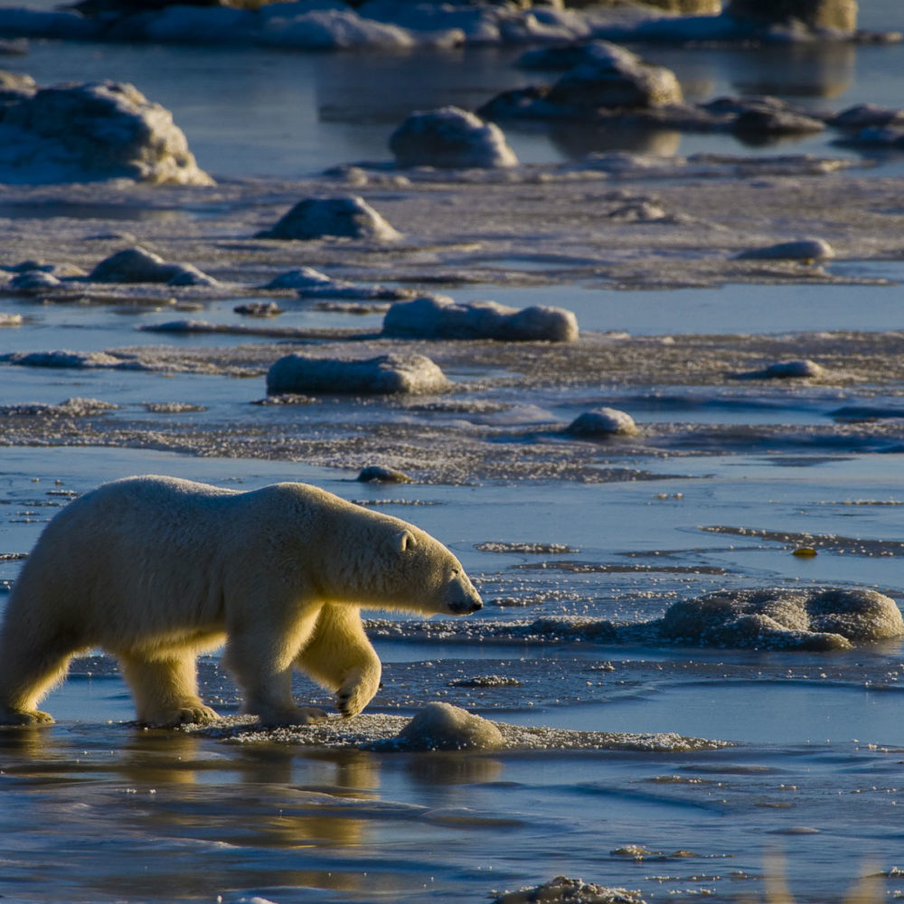 Polar Bear And Beluga Whale Watching Tours | Entrée Destinations